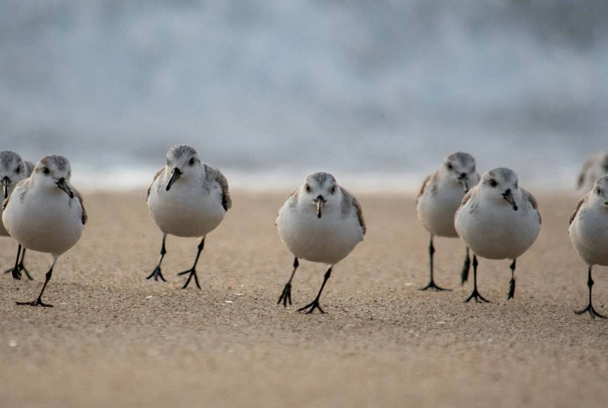 Tysers P&I Report 2022 – Birds Of A Feather - Tysers Insurance Brokers